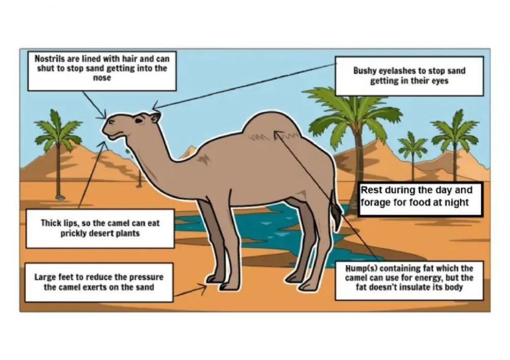 The camel is the desert ship and some features of adaptation in it ...
