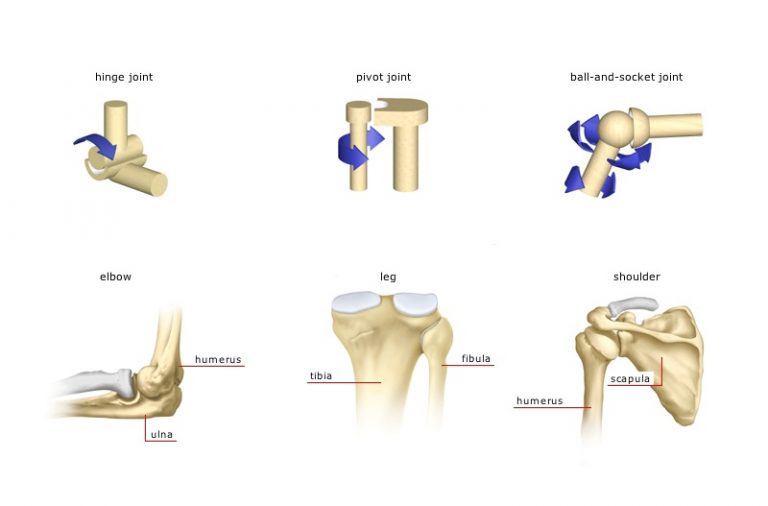 The joints and their significance to the movement | Science online
