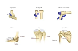 15 Essential Facts About Joints and Their Significance to Movement ...