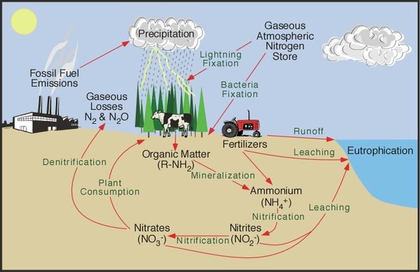 What are the sources of atmospheric nitrogen gas? | Science online