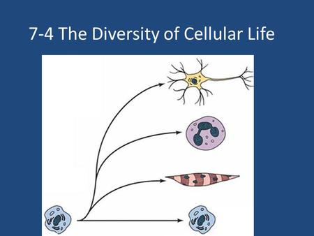 Diversity of cells, Cell theory, Role of scientists in discovering cell ...