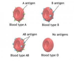 Inheritance of blood group (AB) in humans & Steps of determining of a ...