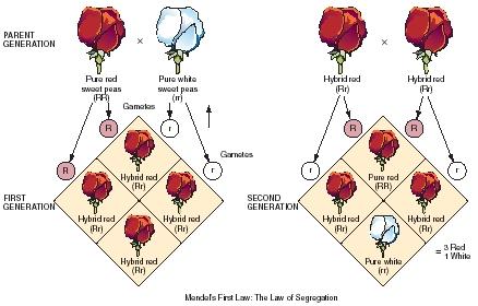 Principles of Chromosomal theory & Interpretation of Mendel's Laws according to chromosomes ...
