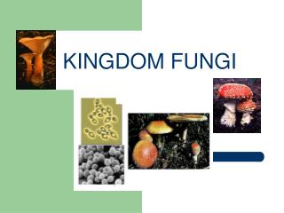 General characteristics of Kingdom Fungi and Kingdom Plantae | Science ...