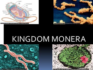 Modern classification of living organisms , Kingdom ( Monera and Protista ) | Science online