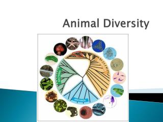 General characteristics of kingdom Animalia (Phylum: sponges, Cnidaria ...