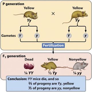 Complementary genes, Lethal genes & Effect of environmental conditions ...