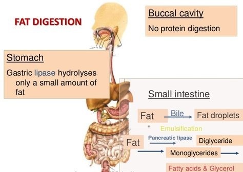 The cells | Science online
