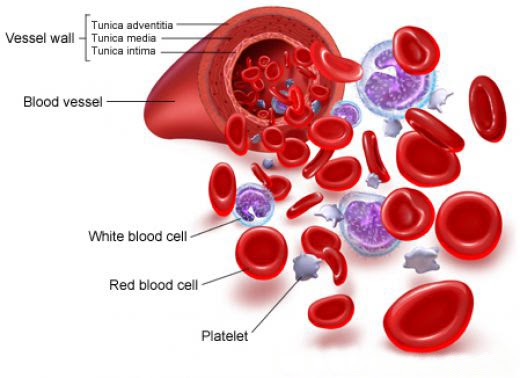 Blood pressure, structure, functions and Mechanism of blood clotting ...
