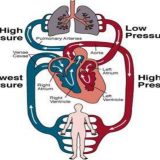 The function of the small intestine in the human digestive system ...