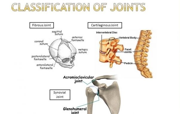 Fibrous joints | Science online