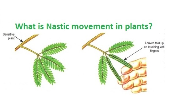 Types of movement in living organisms and Movement in plant | Science ...