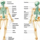 The importance and structure of the appendicular skeleton | Science online