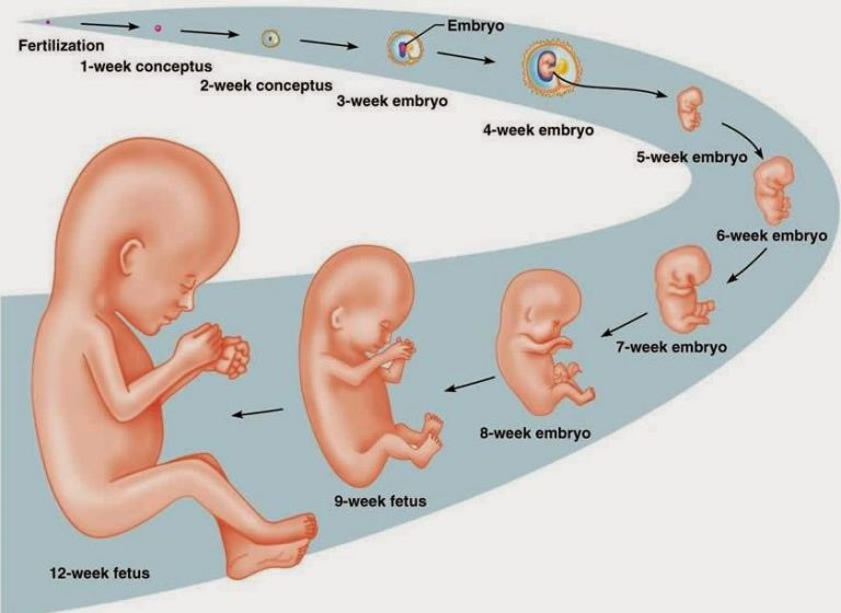 Fertilization process, Pregnancy and the stages of embryonic ...