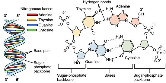 Structure of Nucleic Acid (DNA), Enzymes, DNA replication and DNA ...