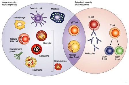 Immune response, Mechanisms of Acquired (Specific or adaptive) immunity ...