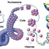 The function of the small intestine in the human digestive system ...