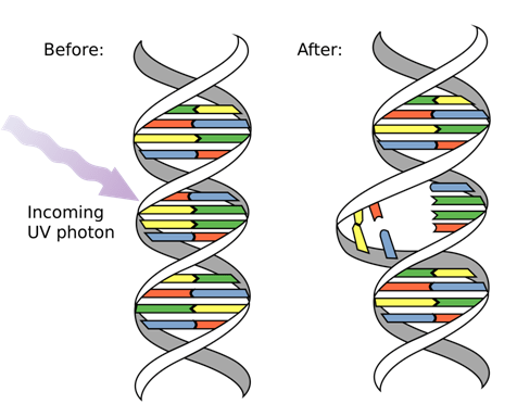 Kinds of mutation according to its inheritance, its importance ...