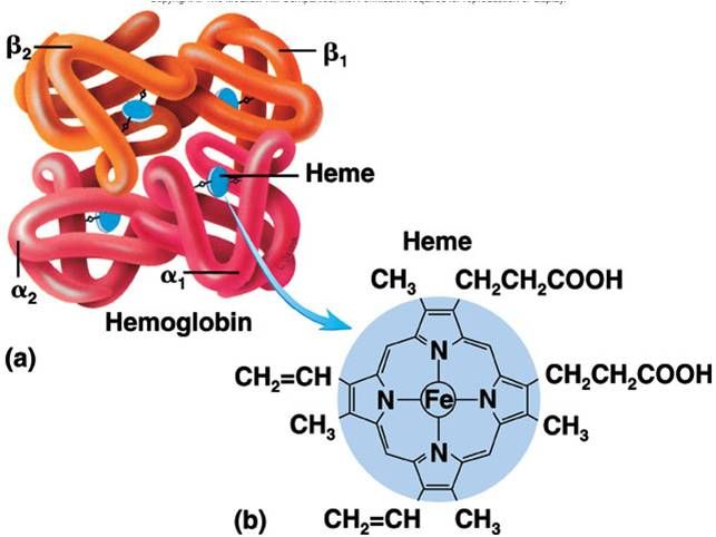 Hemoglobin structure, review and Types of normal hemoglobin | Science ...