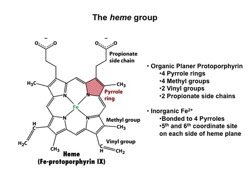 Heme biosynthesis and Disorder, Types of porphyrias, Fate of RBs and ...