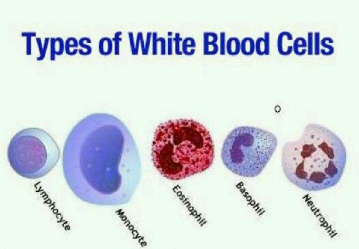 7 Types Of White Blood Cells