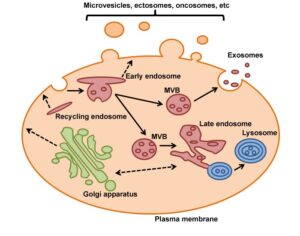 Cell Structure, the function of Golgi apparatus, Endosomes & Lysosomes ...