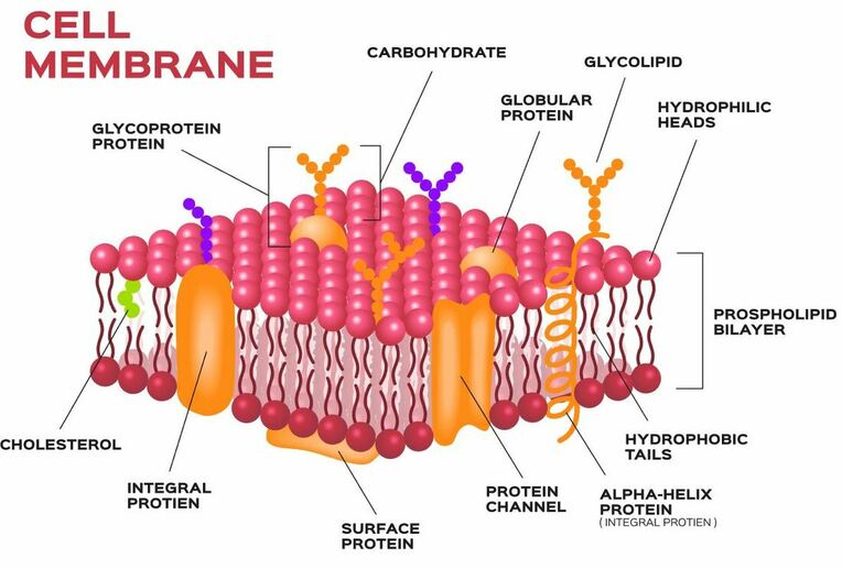 Histology Molecular Structure Of The Cell Membrane Cell Function And