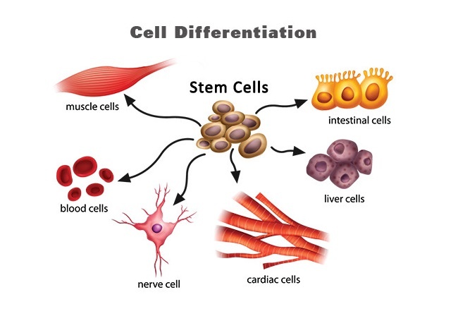 Cell proliferation, mechanisms of Cell Death, types and sources of stem ...