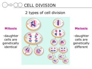 Cell division types, Mitosis, Meiosis, Reductional division ...