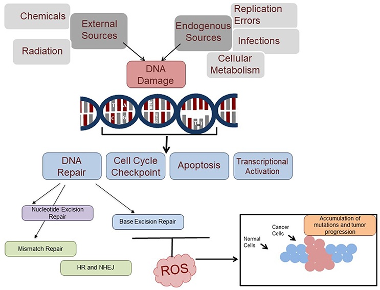 DNA Repair types, definition and importance, Protein Biosynthesis and ...