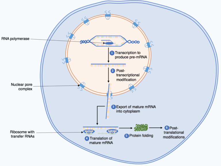 Protein biosynthesis steps, site, importance, inhibitors & Protein ...