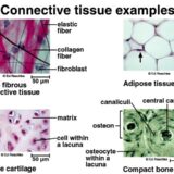 White Blood cells structure, function, types and How they are formed in ...