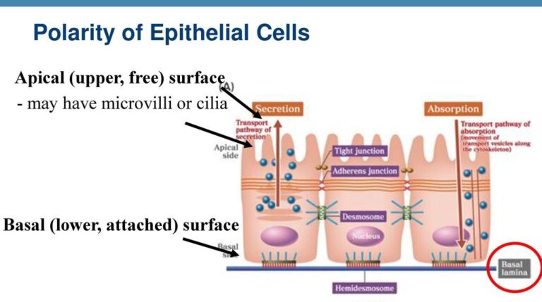 Epithelial polarity, Apical, basal & lateral surfaces of epithelial ...