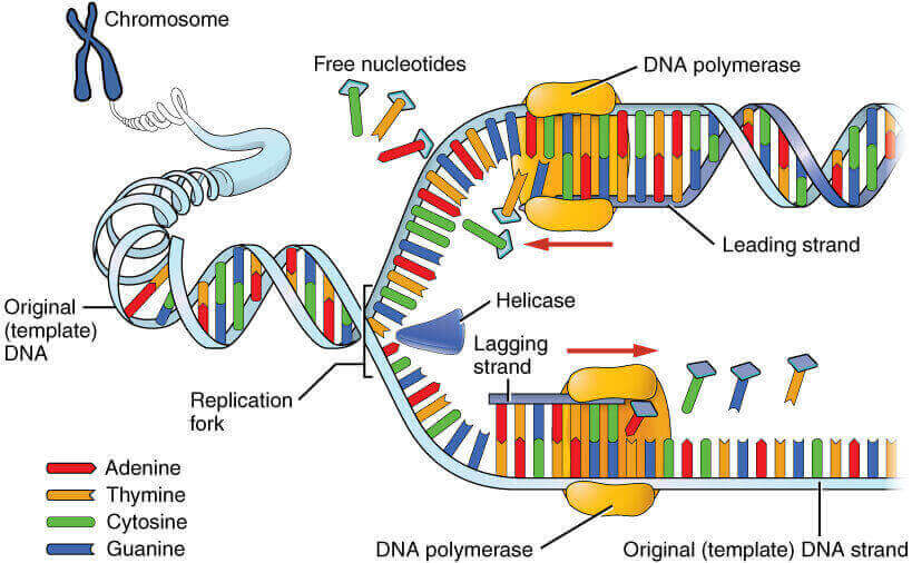 Gene mutations types, causes, examples and Regulation of Gene ...