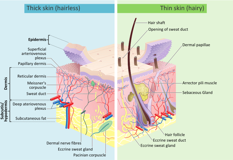 Integumentary system, Skin importance, layers, types and function ...