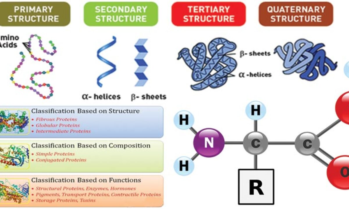 Fibrous Protein Examples Fibrous Proteins
