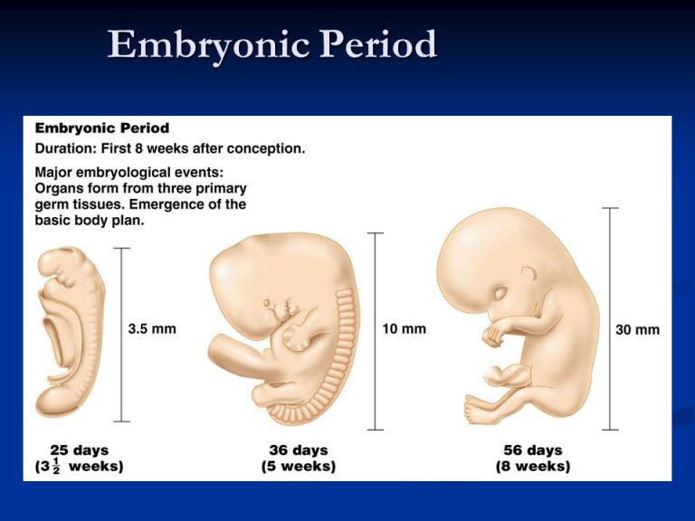 Third to eight weeks (Embryonic period), Embryo Folding & Results of ...