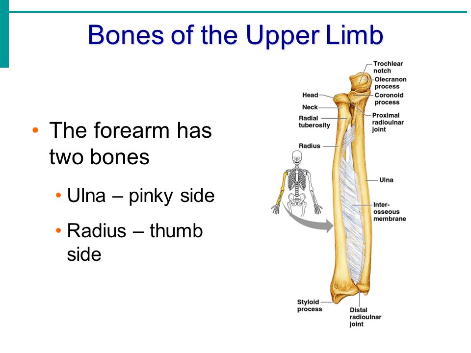 Anatomy Of Upper Limb