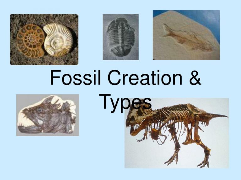 Fossils types, mold, cast, petrified wood & Fossil of a complete body ...