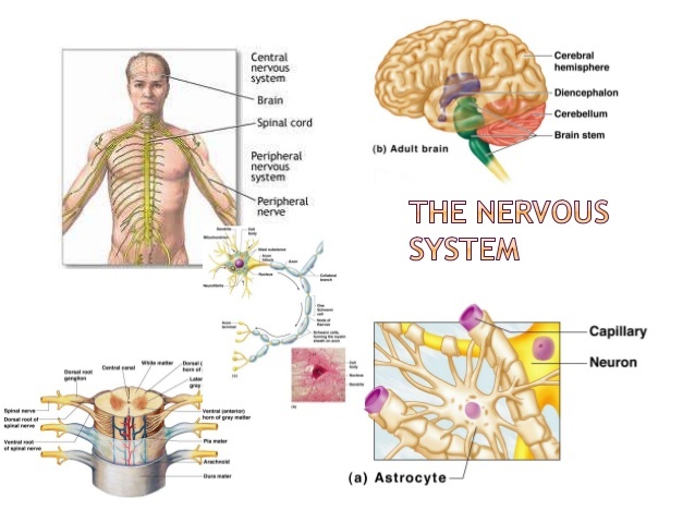 Autonomic nervous system, Reflex action types and Autonomic ganglia ...