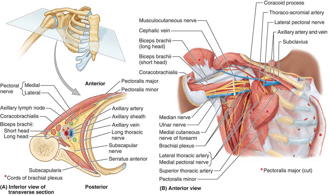 Axilla Contents Axillary Lymph Nodes And Stages Of The Plexus Axilla Contents Axillary Lymph Nodes And Stages Of The Plexus