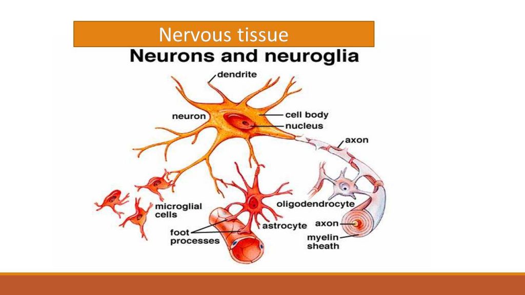 Nervous tissues function, structure, types of Neurons & Nervous fibers ...