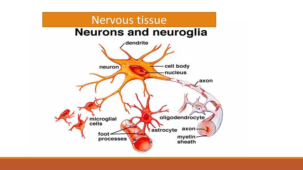 Nervous tissues function, structure, types of Neurons & Nervous fibers ... Nervous tissues function, structure, types of Neurons & Nervous fibers ...