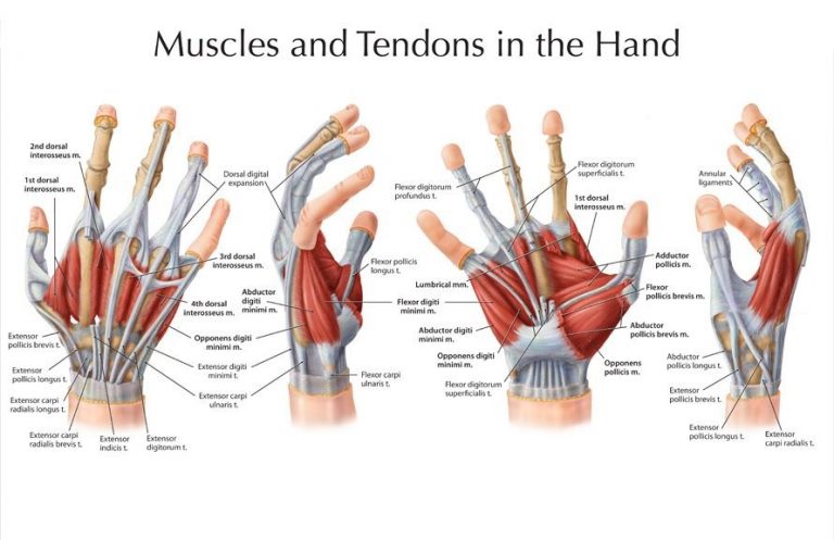 Hands structure, function, bones, nerves, muscles & anatomy | Science ...