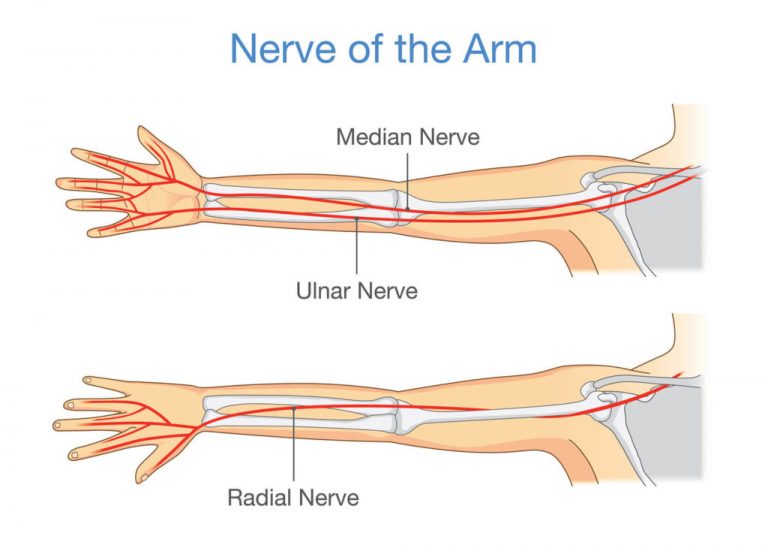 Nerves of forearm and hand, Nerve injuries types & causes | Science online