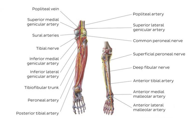 Leg nerves types, Injuries of nerves of the lower limb & Sciatica ...