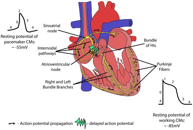 Properties of cardiac muscles, Cardiac automaticity and Conduction of ...