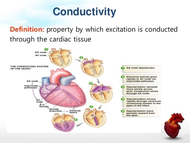 Cardiac Conduction System Steps
