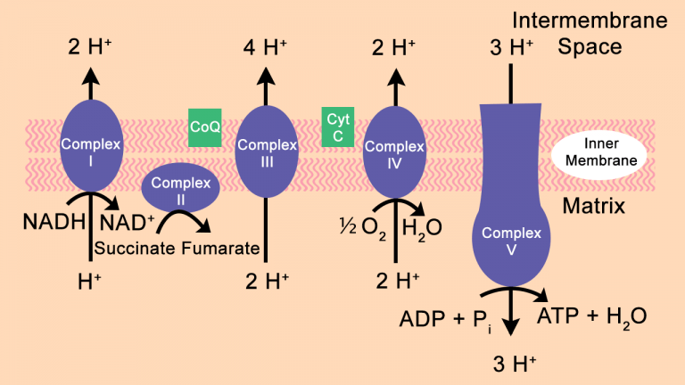 Respiratory Chain Electron Transport Chain (ETC) components, control ...