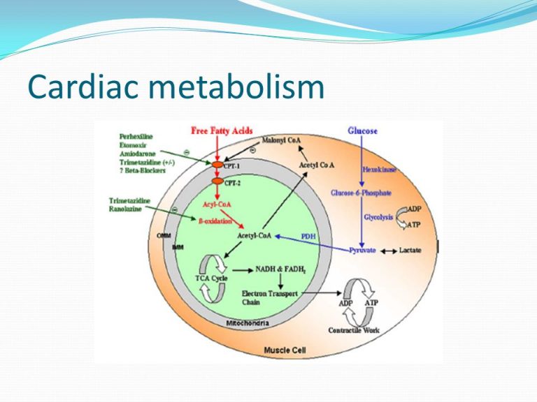 Regulation of myocardial metabolism and effects of insulin on heart ...
